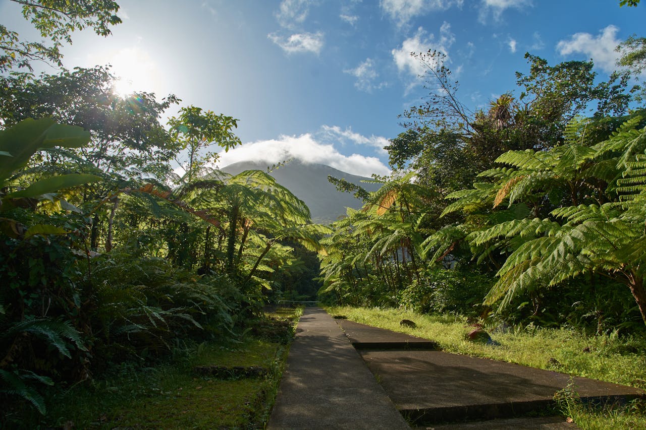 CAMINAR EN PAZ CON LA TIERRA: Requisito para la Paz entre los humanos ...